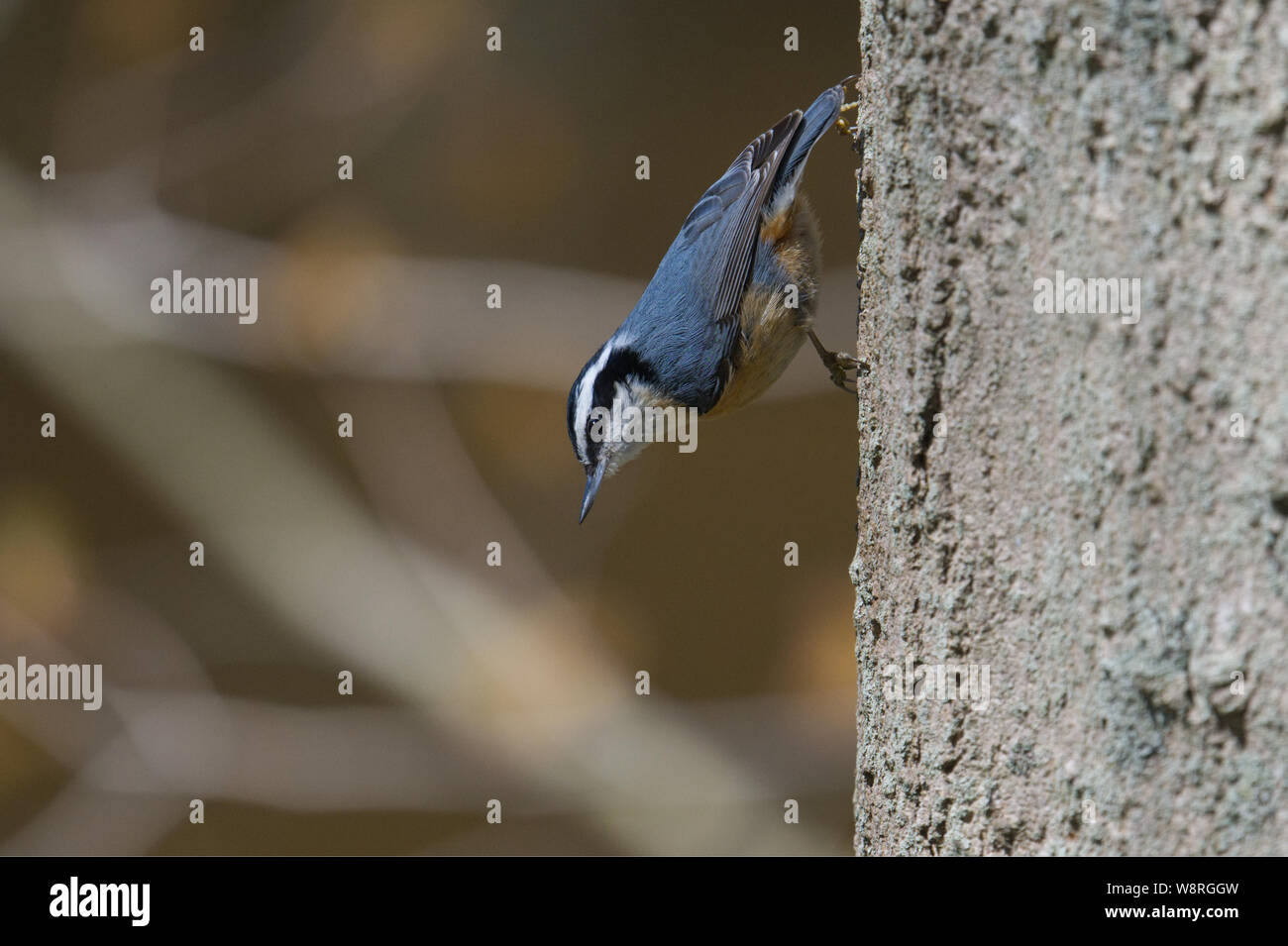 Male Red Breasted Nuthatch High Resolution Stock Photography and Images ...