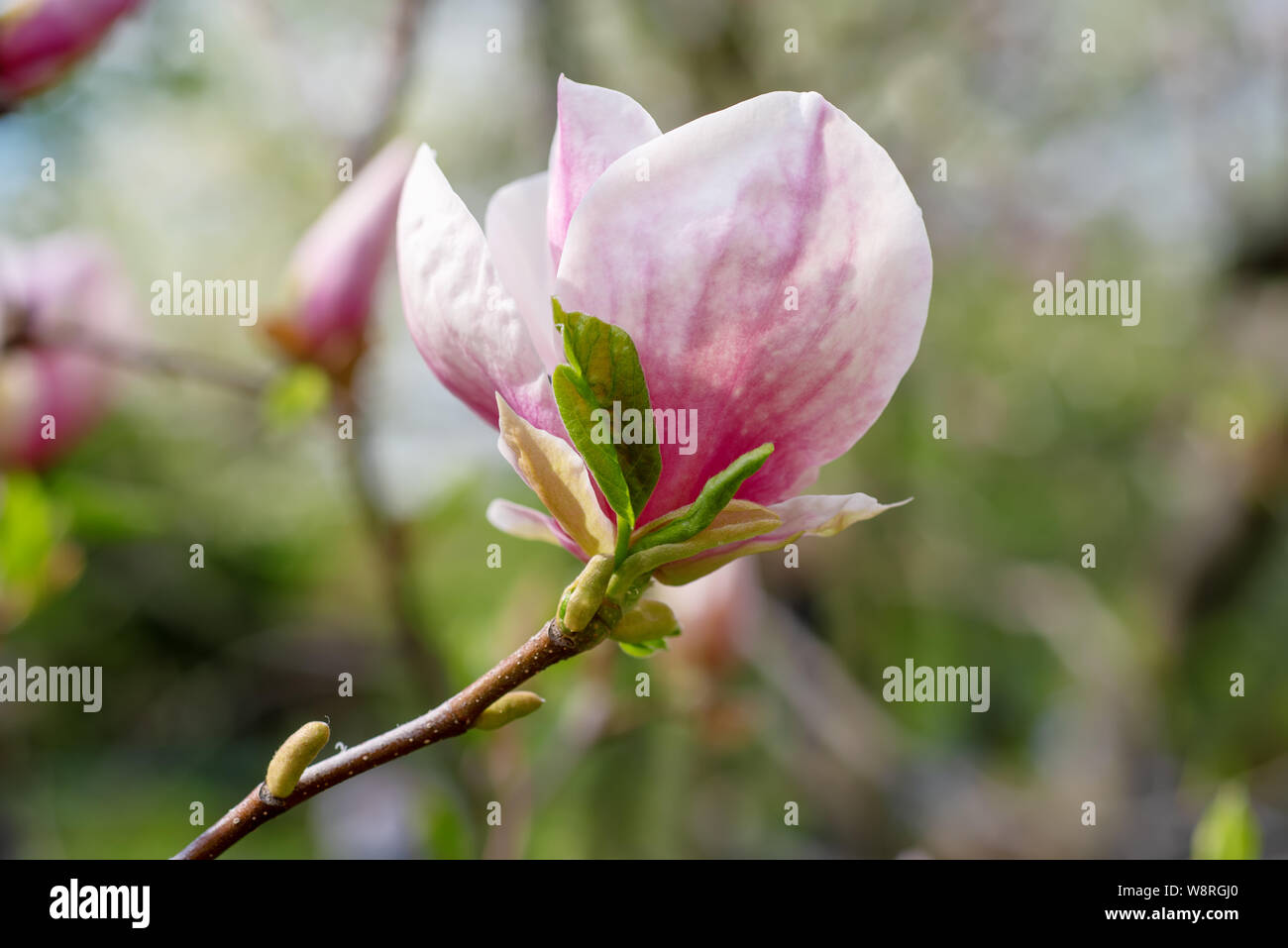 Magnolia spring flowers Stock Photo - Alamy