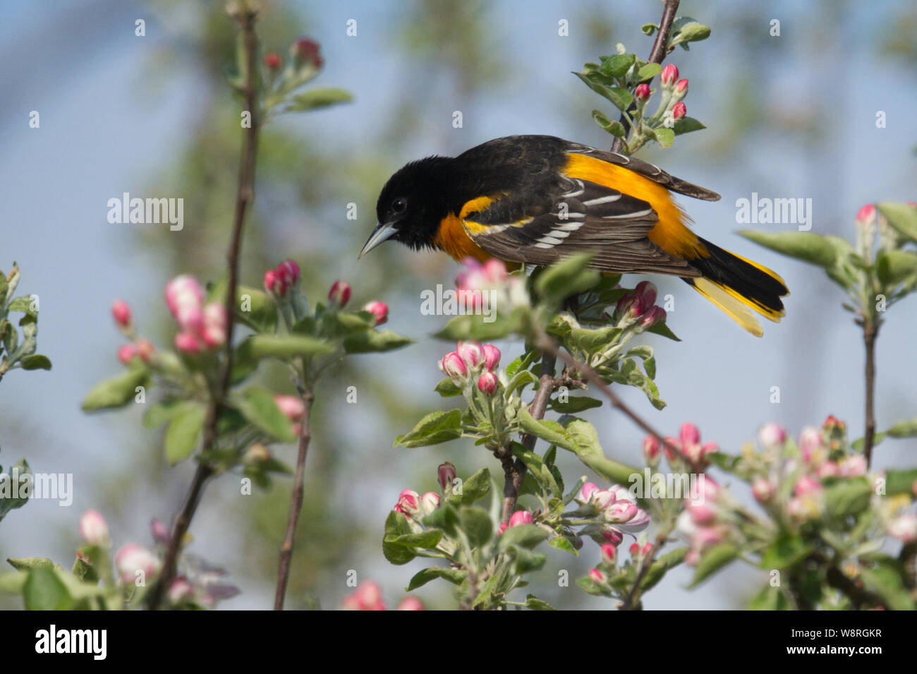 Baltimore oriole in flowers hi-res stock photography and images - Alamy
