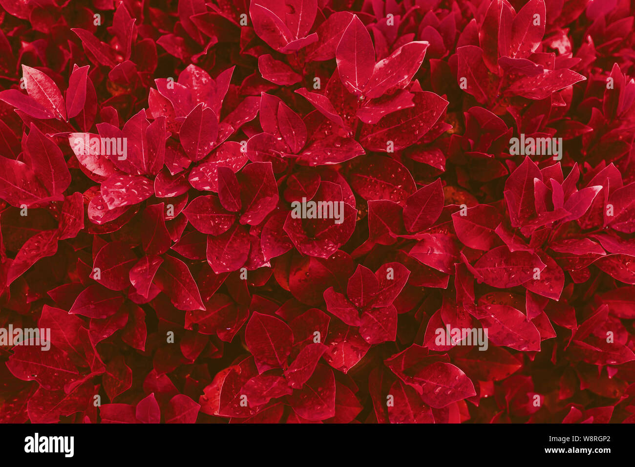 Bright red wet autumn leaves. Thick bright bush nature background Stock ...