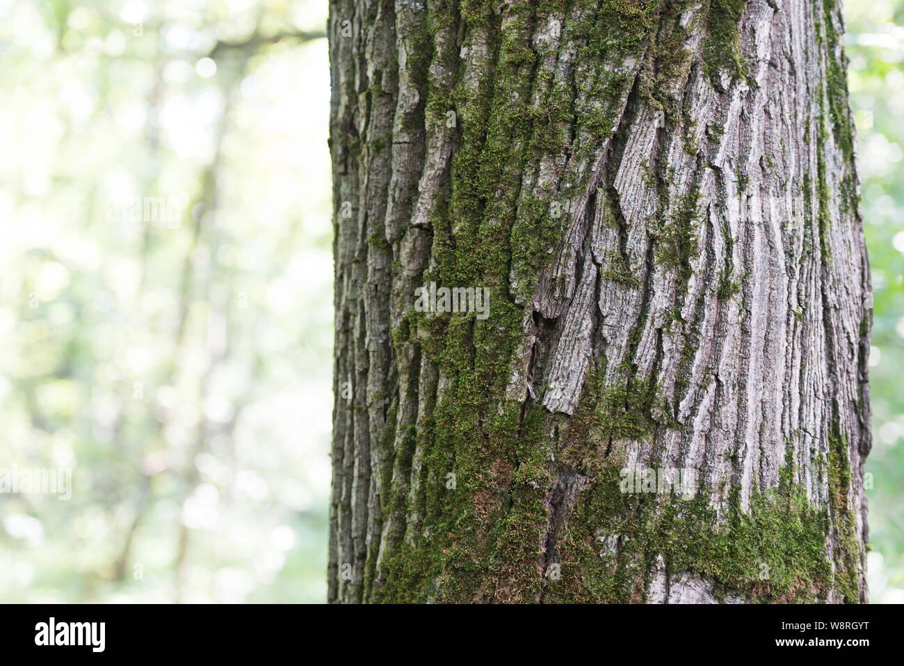 Whole planet hi-res stock photography and images - Alamy