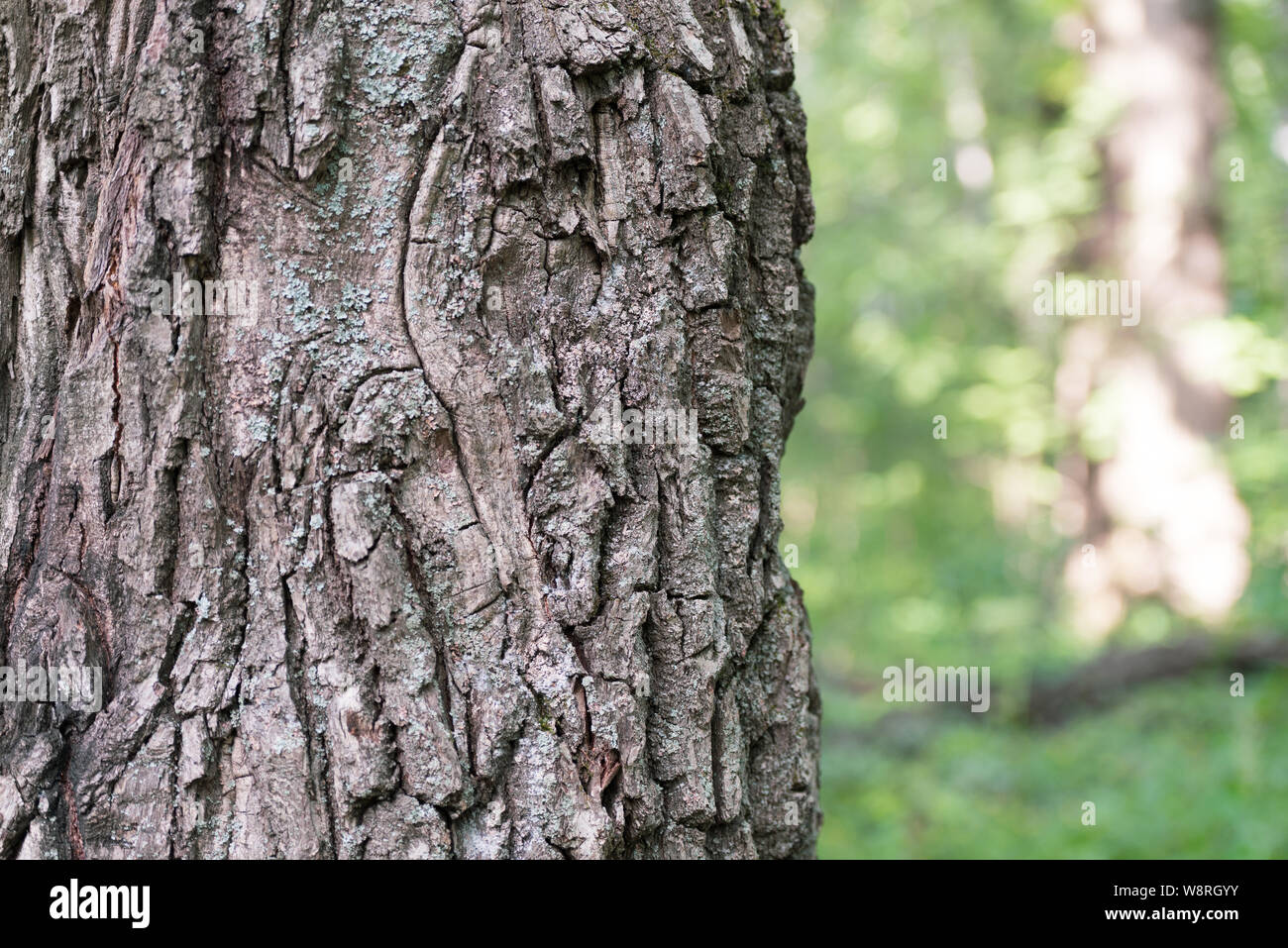 Whole planet hi-res stock photography and images - Alamy