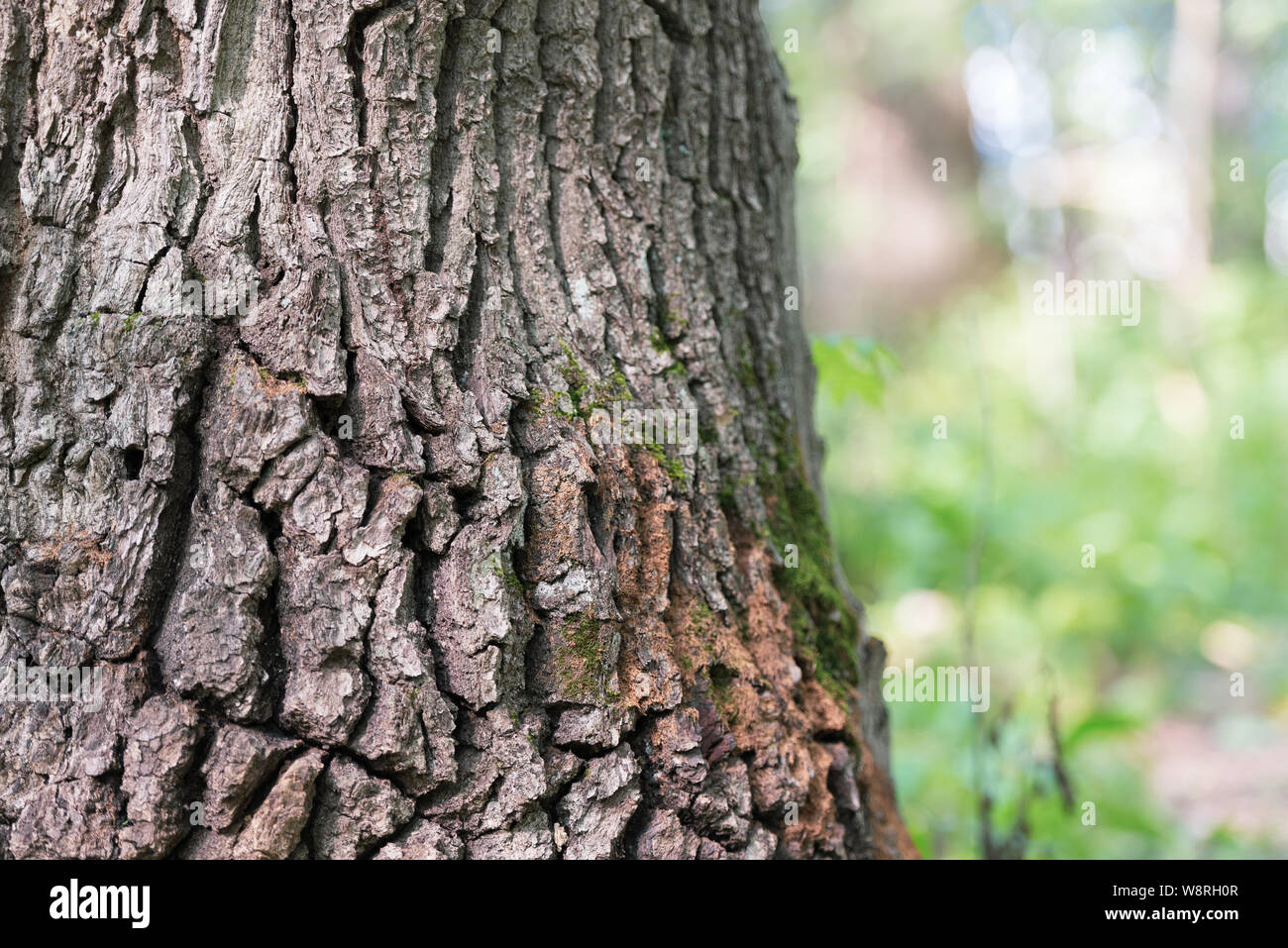 Whole planet hi-res stock photography and images - Alamy