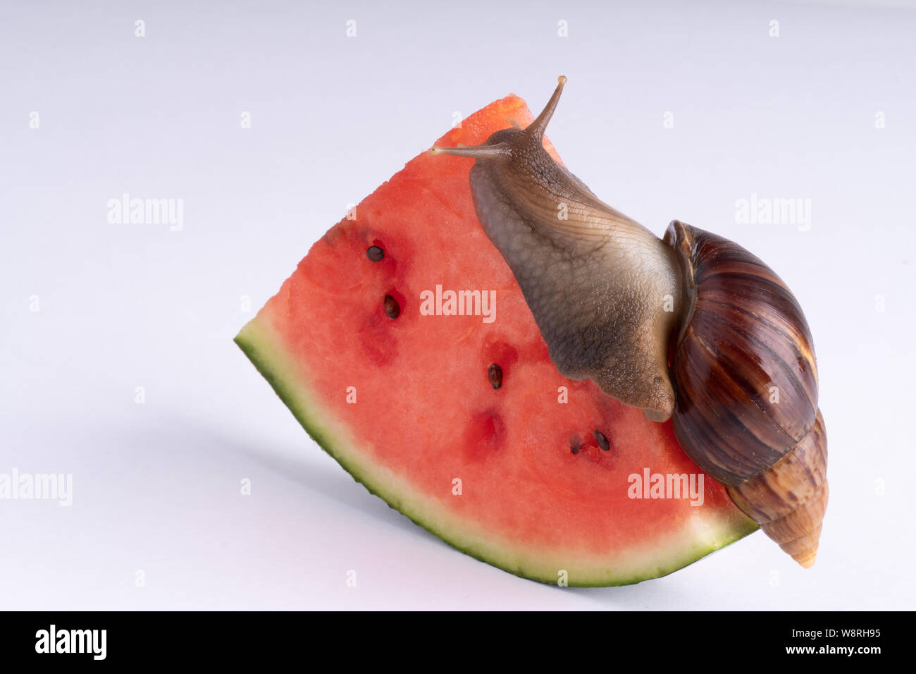 Giant African Snail Eating The Giant African Land Snail