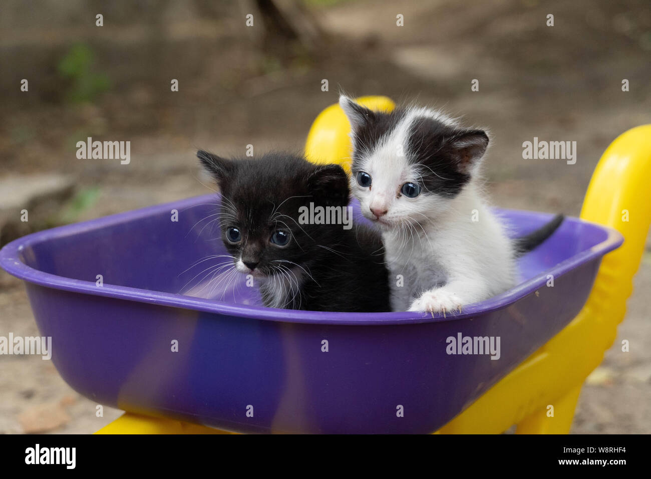 Plastic wheelbarrow toy hi-res stock photography and images - Alamy