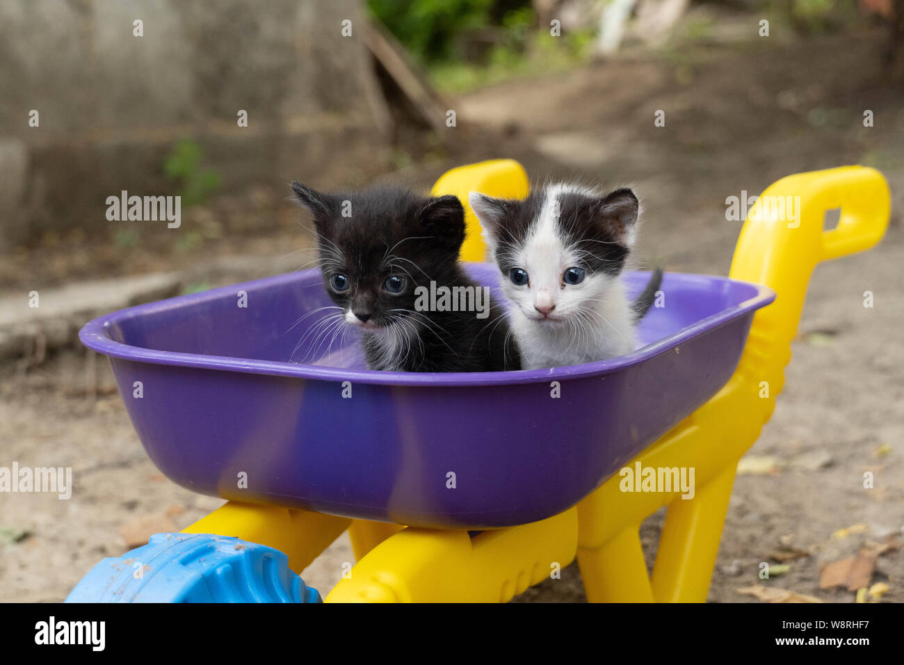Plastic wheelbarrow toy hi-res stock photography and images - Alamy