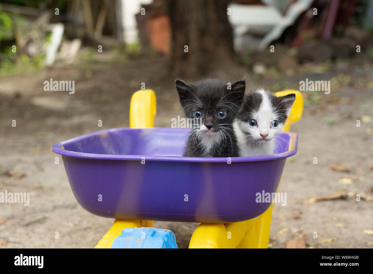 Two kittens in a toy wheelbarrow Stock Photo - Alamy