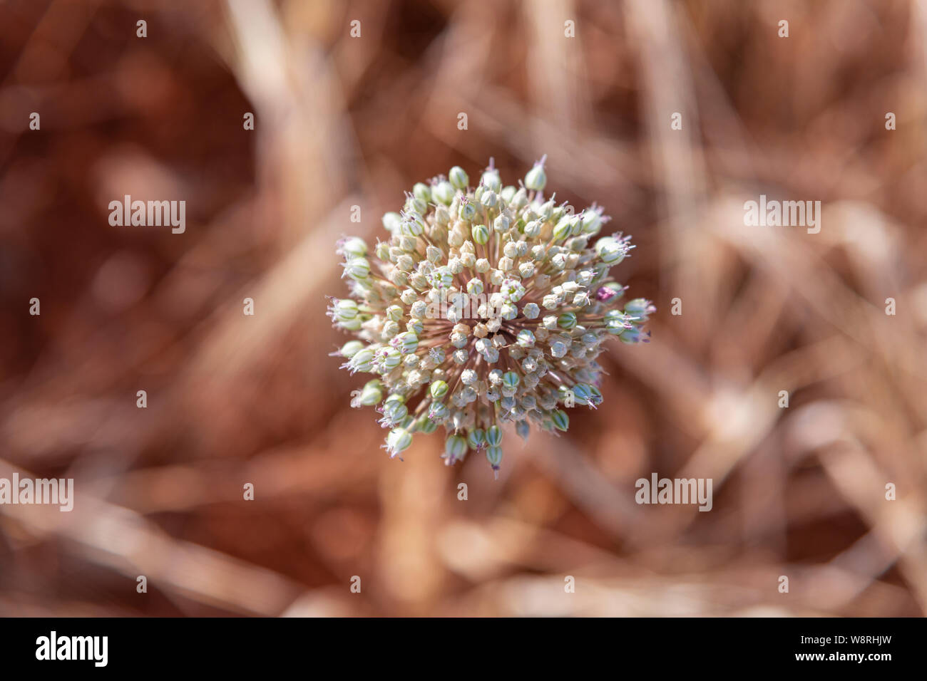 Top view of an onion head plant - A blurred corn field in the ...
