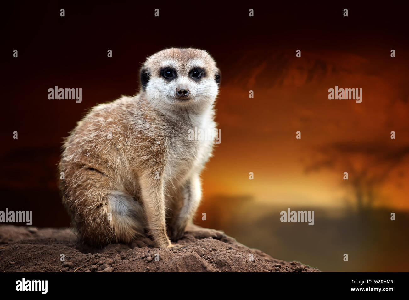 Close meerkat on savanna landscape background and Mount Kilimanjaro at ...