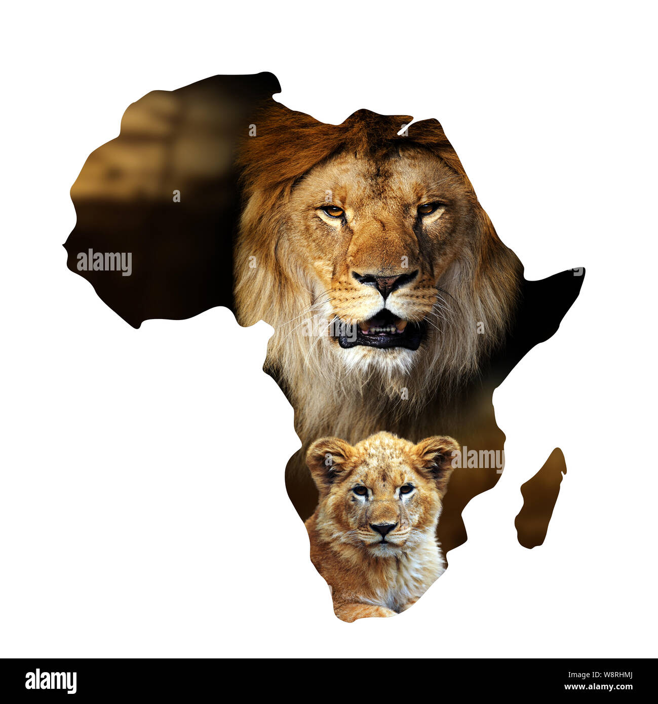 Male lion and cub portrait in Africa map isolated on white background ...