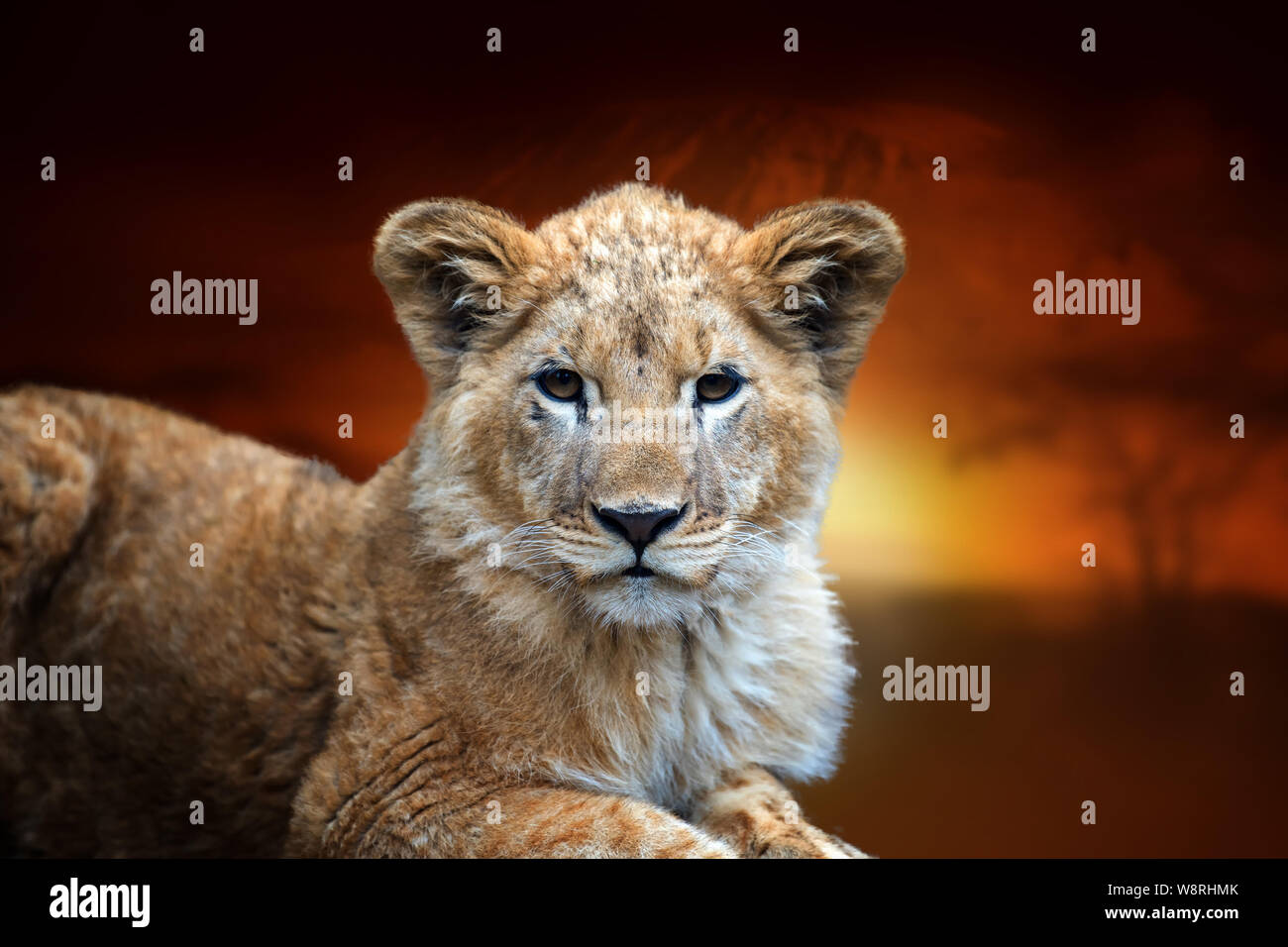 Landscape lion hi-res stock photography and images - Alamy