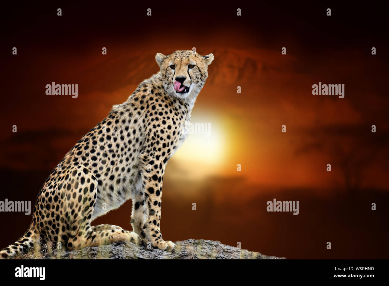 Cheetah landscape hi-res stock photography and images - Alamy