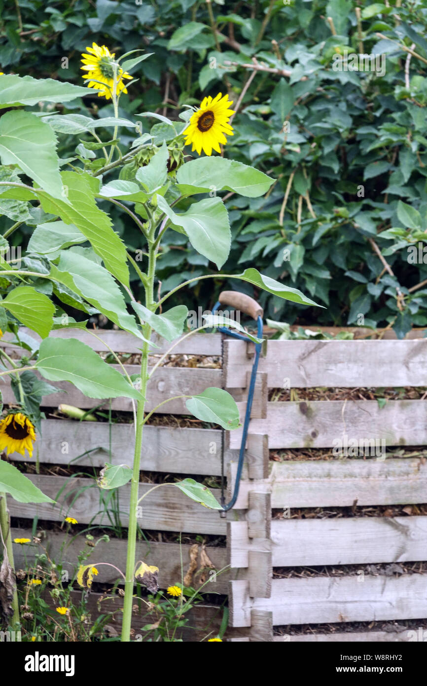 Sunflowers growing at wooden composter in a garden, biomass compost ...