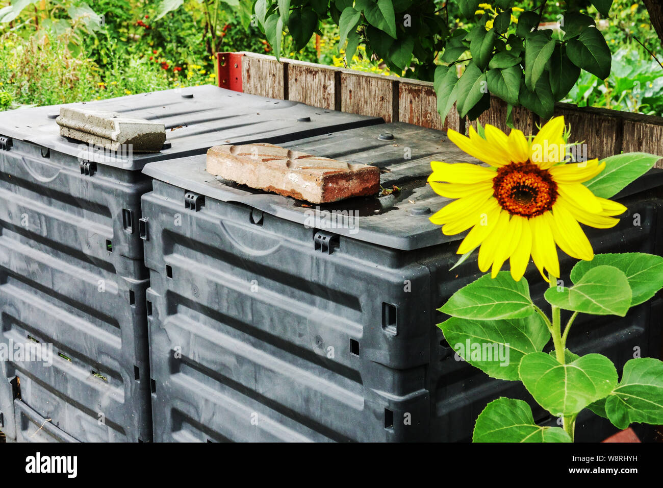 Plastic composter in a garden, sunflower garden flower Stock Photo - Alamy