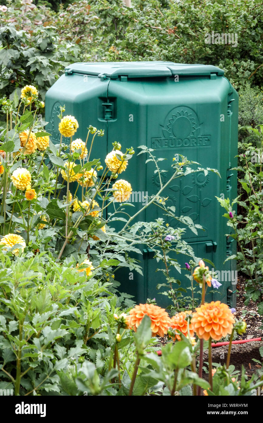 Dahlias growing at plastic composter in a garden Stock Photo - Alamy