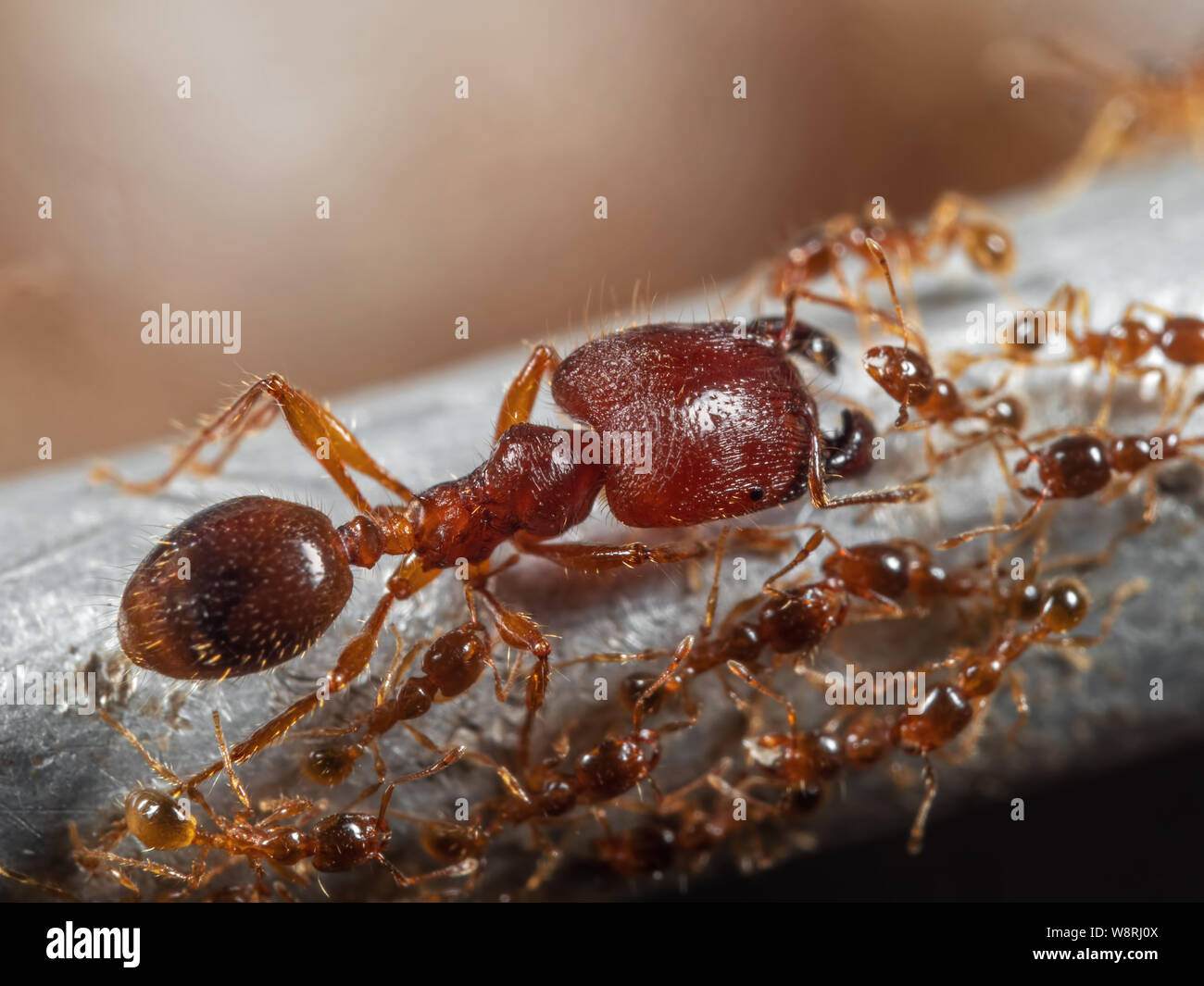 Macro Photography of Soldier Big-Headed Ant with Group of Worker Ants ...