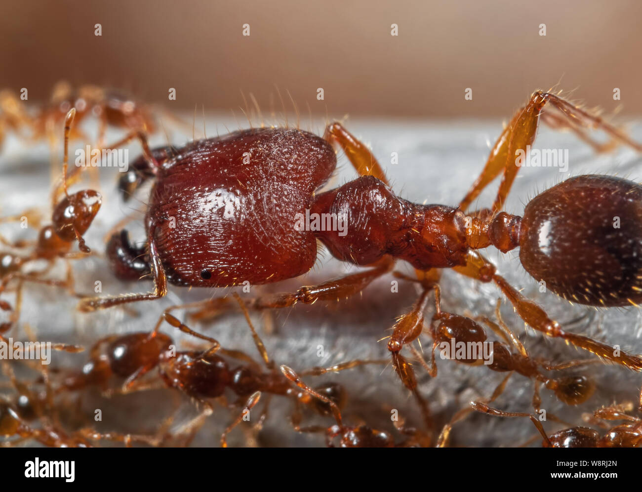 Macro Photography of Soldier Big-Headed Ant with Group of Worker Ants ...