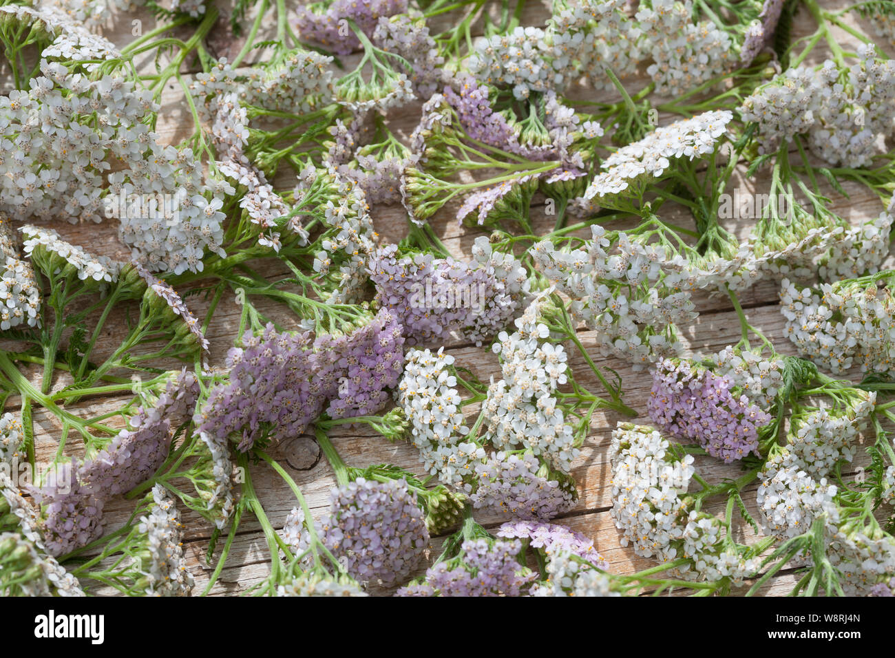 Schafgarbe trocknen, Kräuterernte, Gewöhnliche Schafgarbe, Wiesen-Schafgarbe, Schafgarbe ...