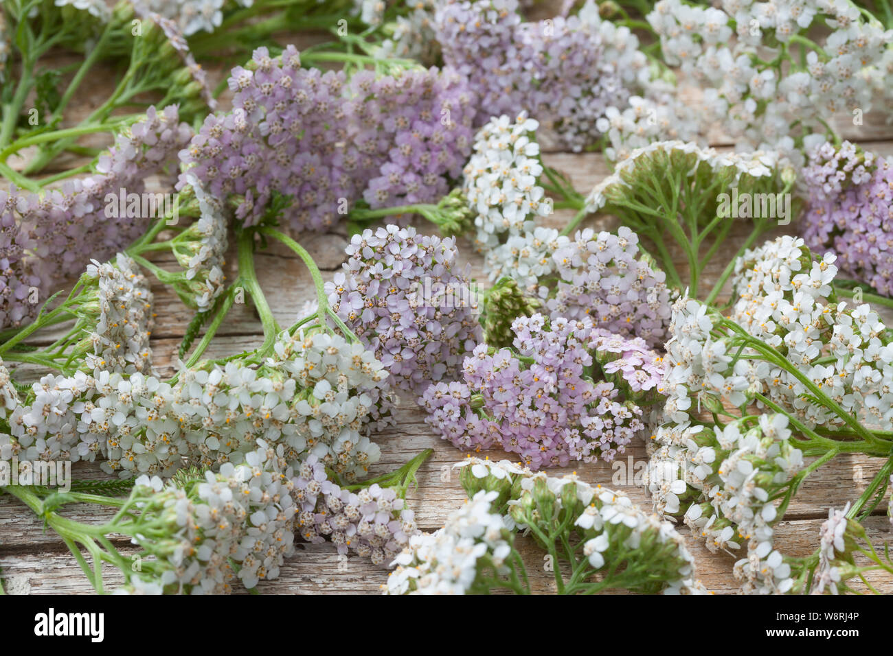 Schafgarbe trocknen, Kräuterernte, Gewöhnliche Schafgarbe, Wiesen ...