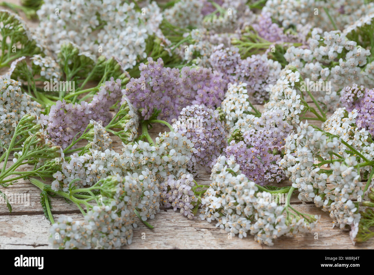 Schafgarbe trocknen, Kräuterernte, Gewöhnliche Schafgarbe, Wiesen ...