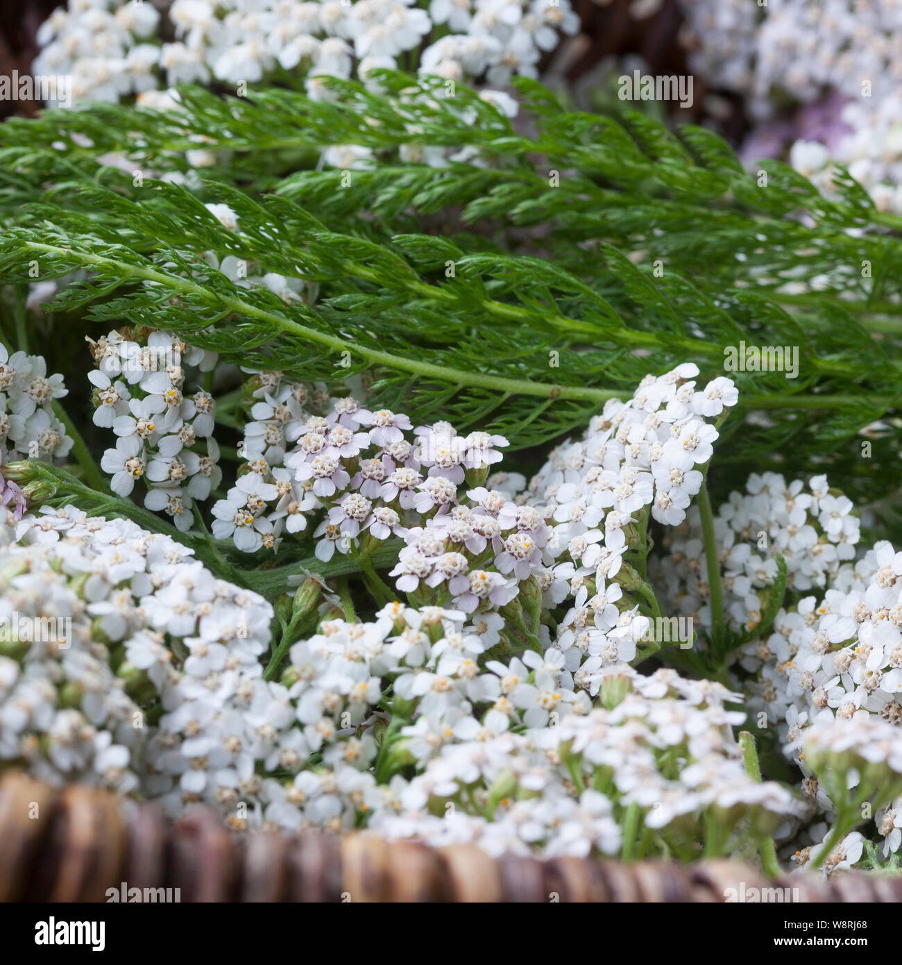 Schafgarbe ernten, Kräuterernte, Sammelkorb, Korb, Gewöhnliche ...
