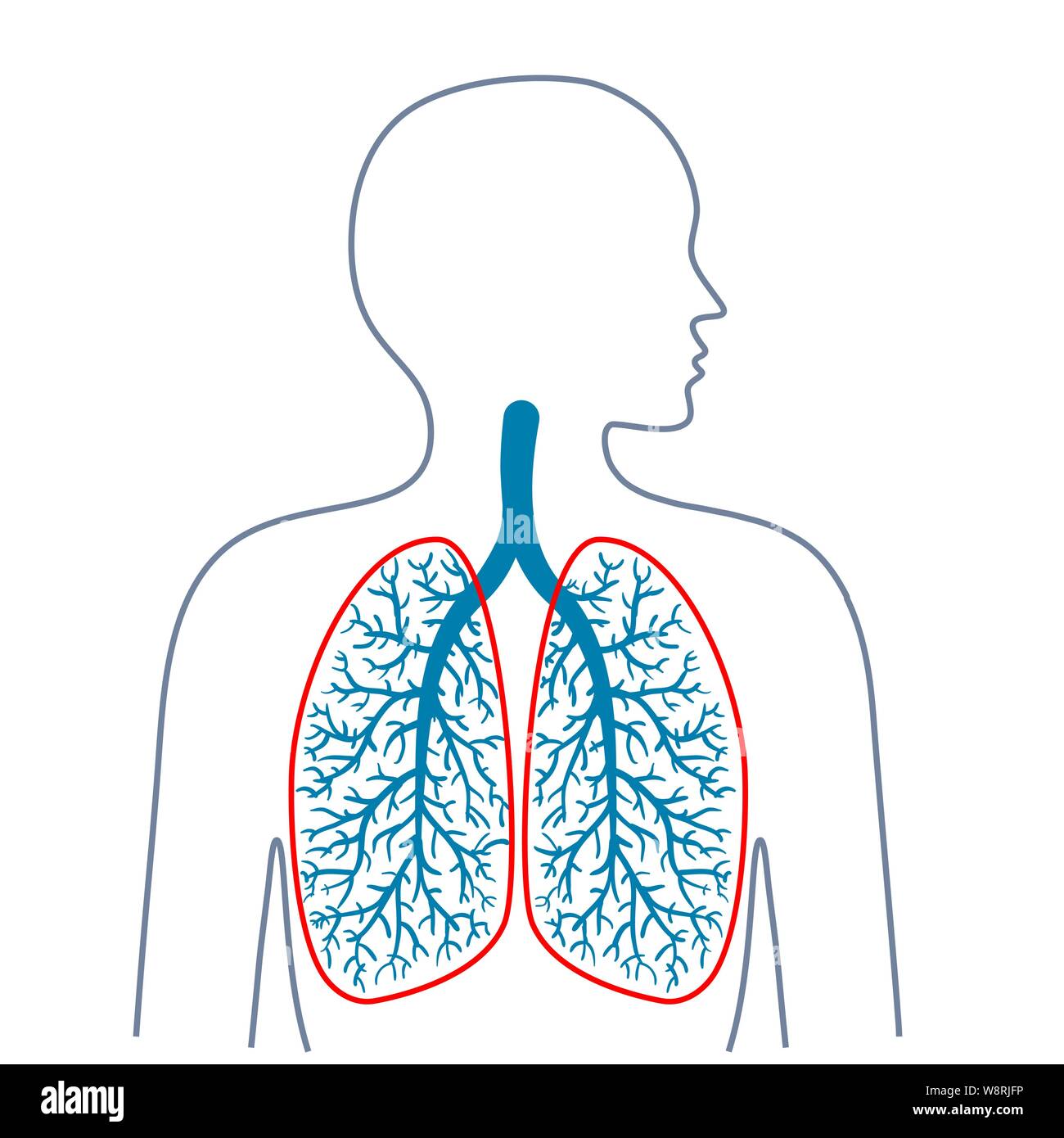 Light, respiratory system. Medicine and health Stock Vector Image & Art ...