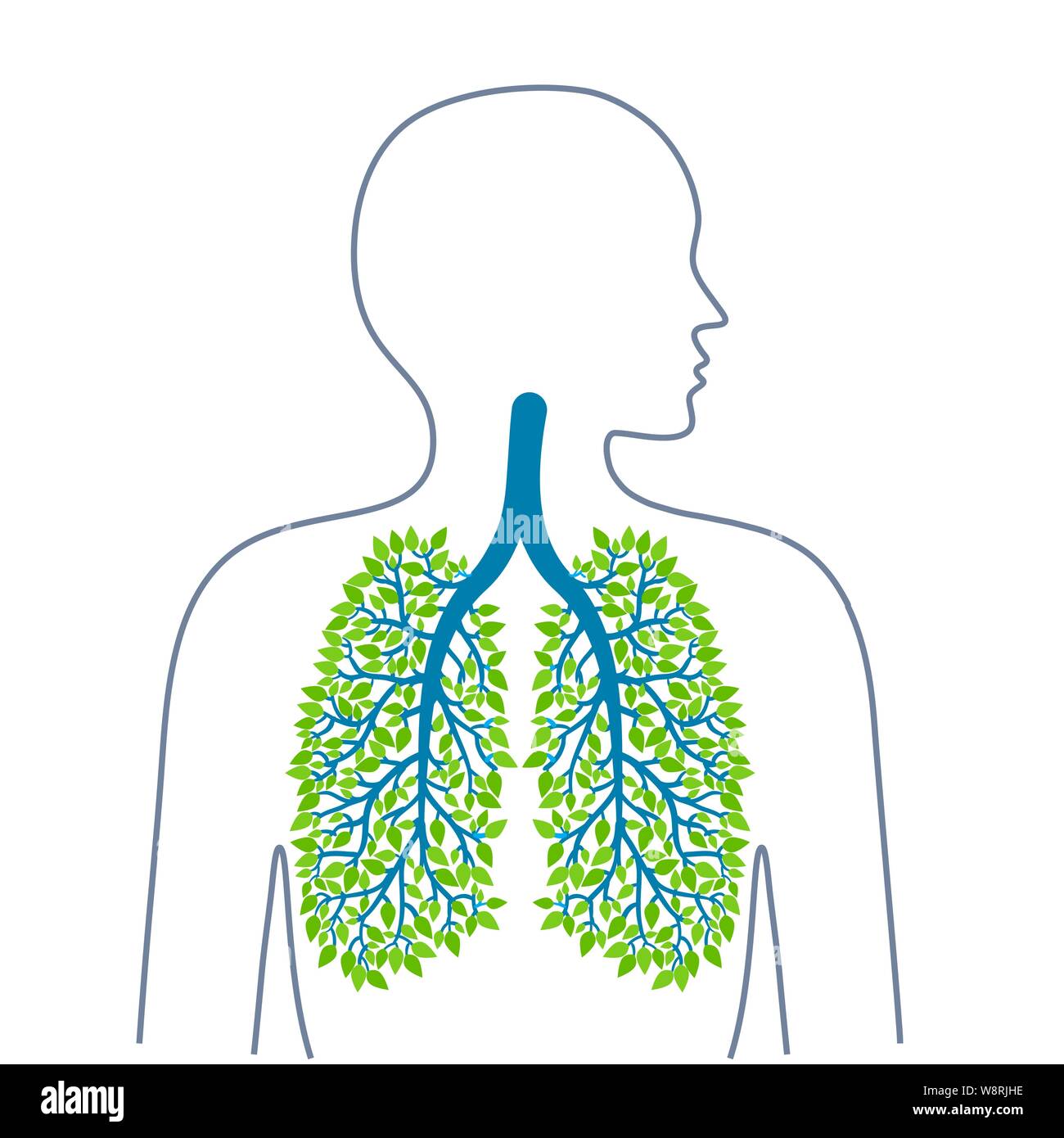 Human lungs and bronchial tree hi-res stock photography and images - Alamy