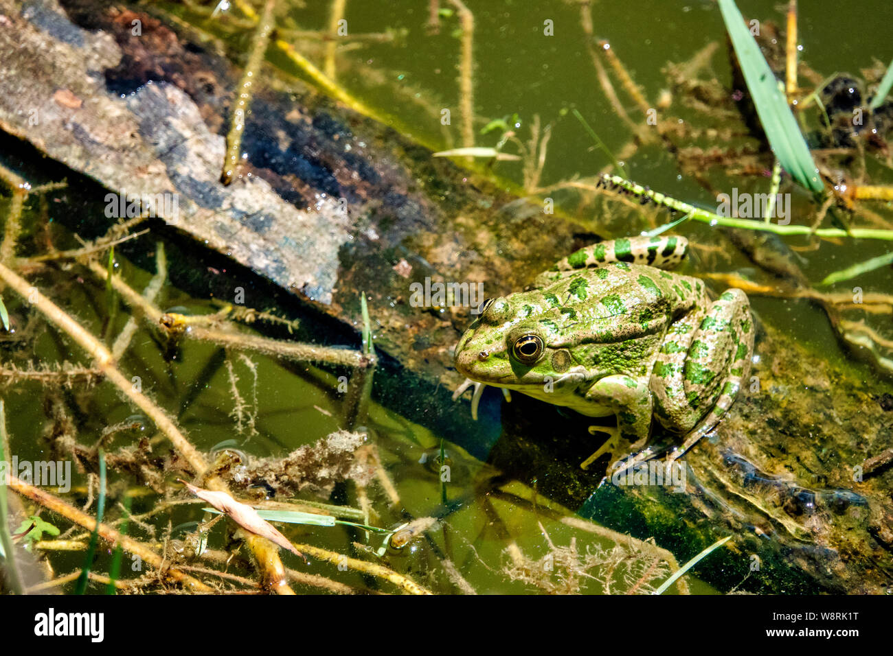 Caucasicus hi-res stock photography and images - Alamy