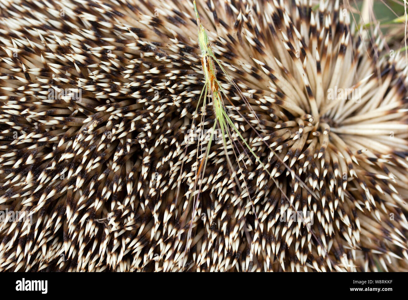 Four-toed hedgehog thorns (Erinaceus europaeus Stock Photo - Alamy