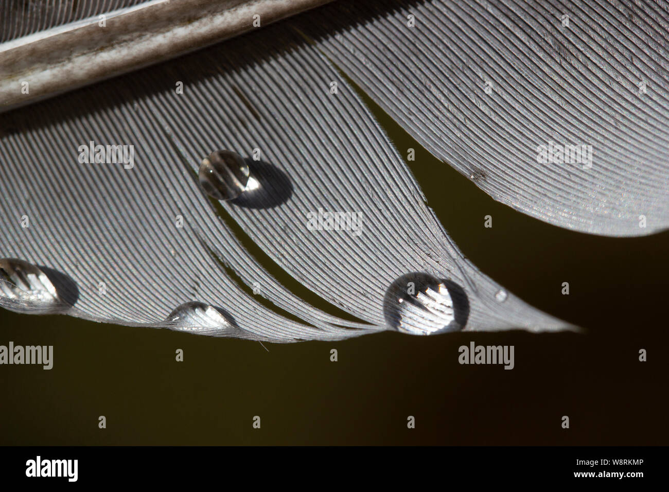 water drops on bird feather Stock Photo - Alamy