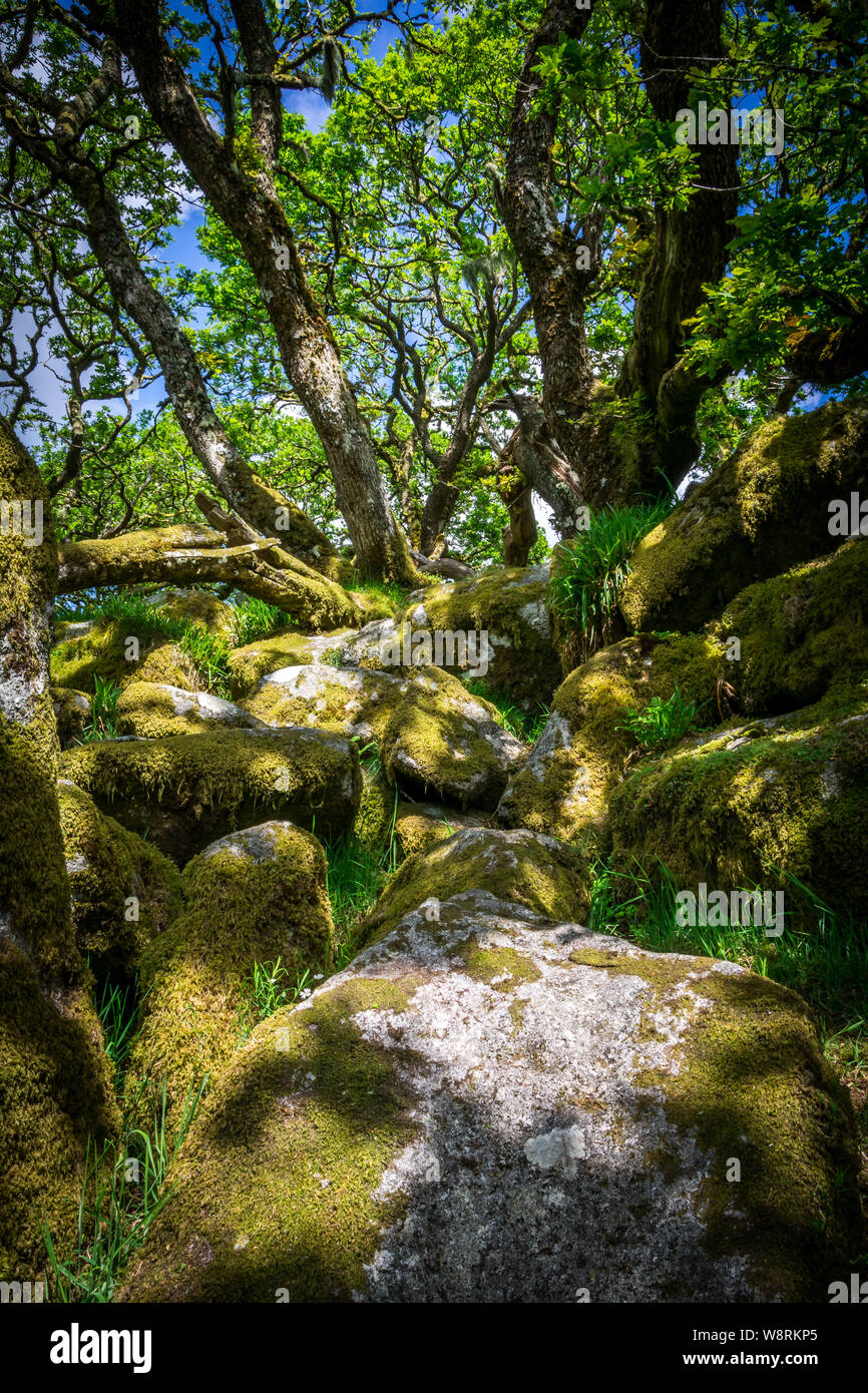 June 2016. Moss covered boulders lie in the Wistman's Woods in Dartmoor ...