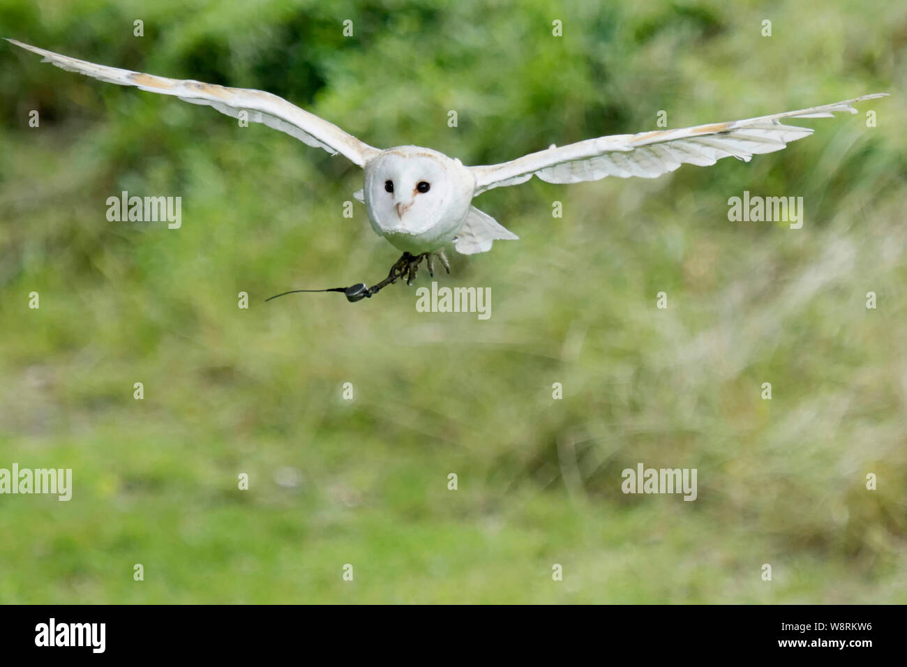 Barn Owl in flight Stock Photo - Alamy