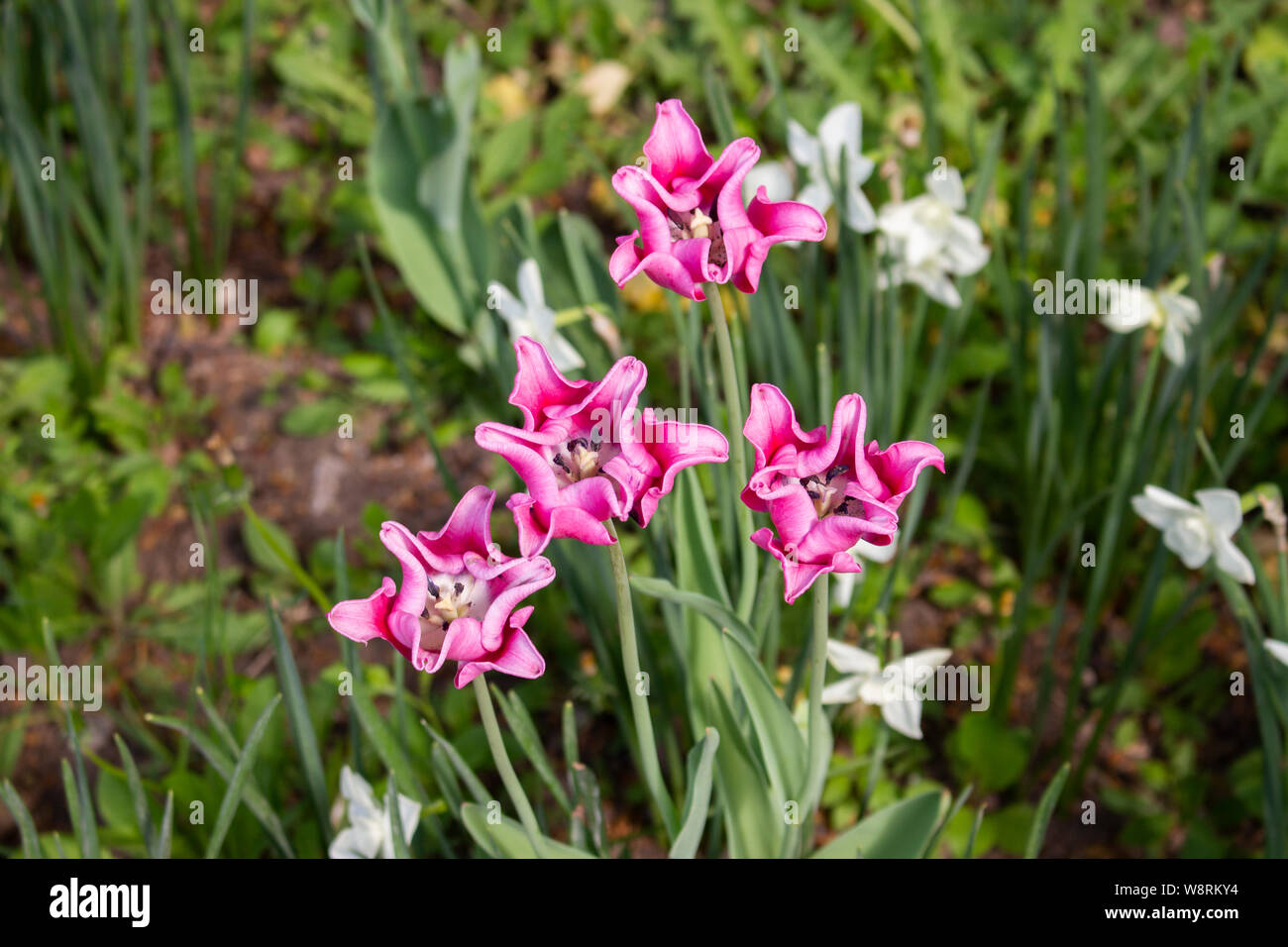 Red pink purple tulips Lily Flowered bloom in the garden, outdoor photo ...