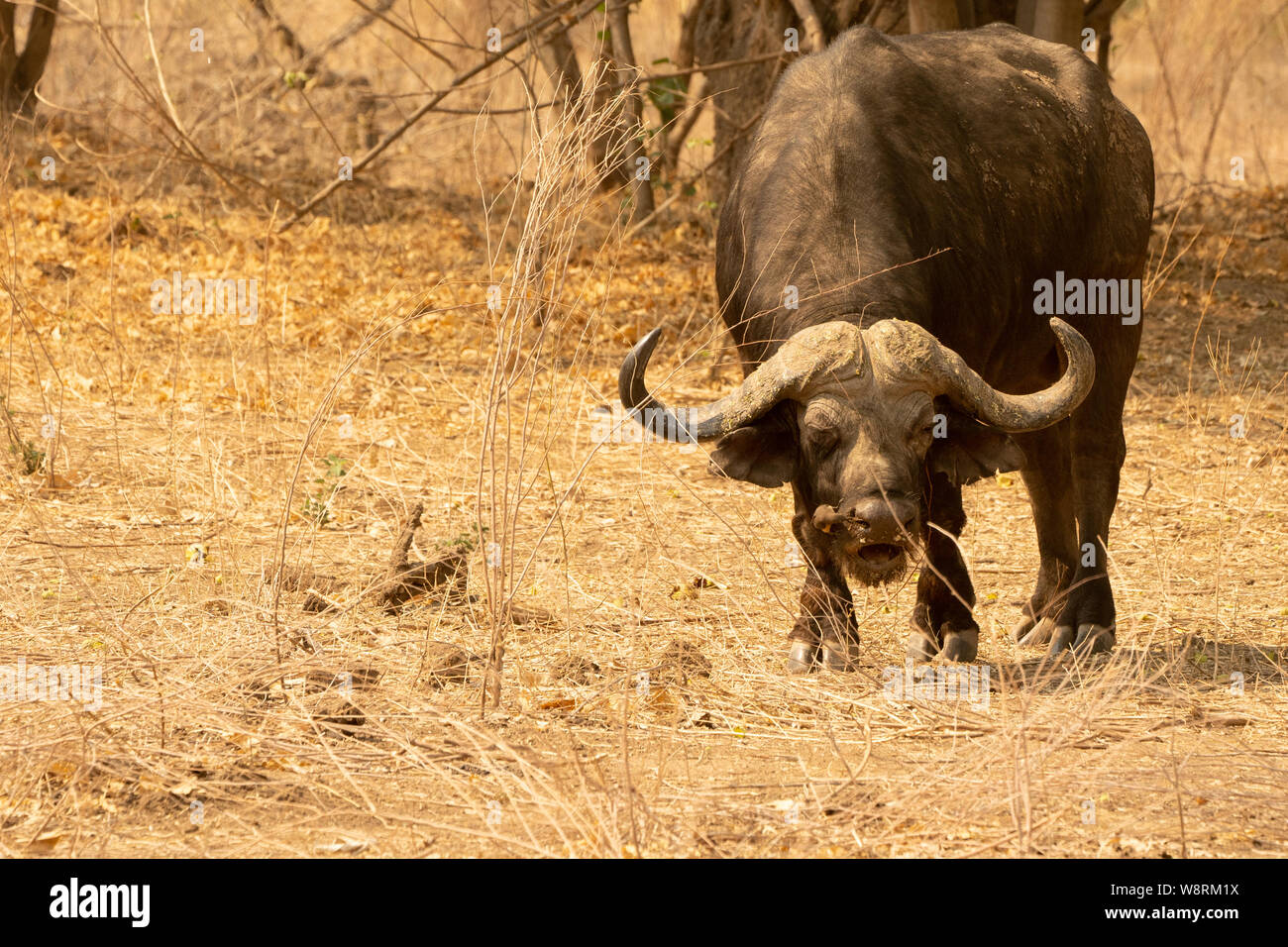 African buffalo (Syncerus caffer). This large herbivore eats mainly ...