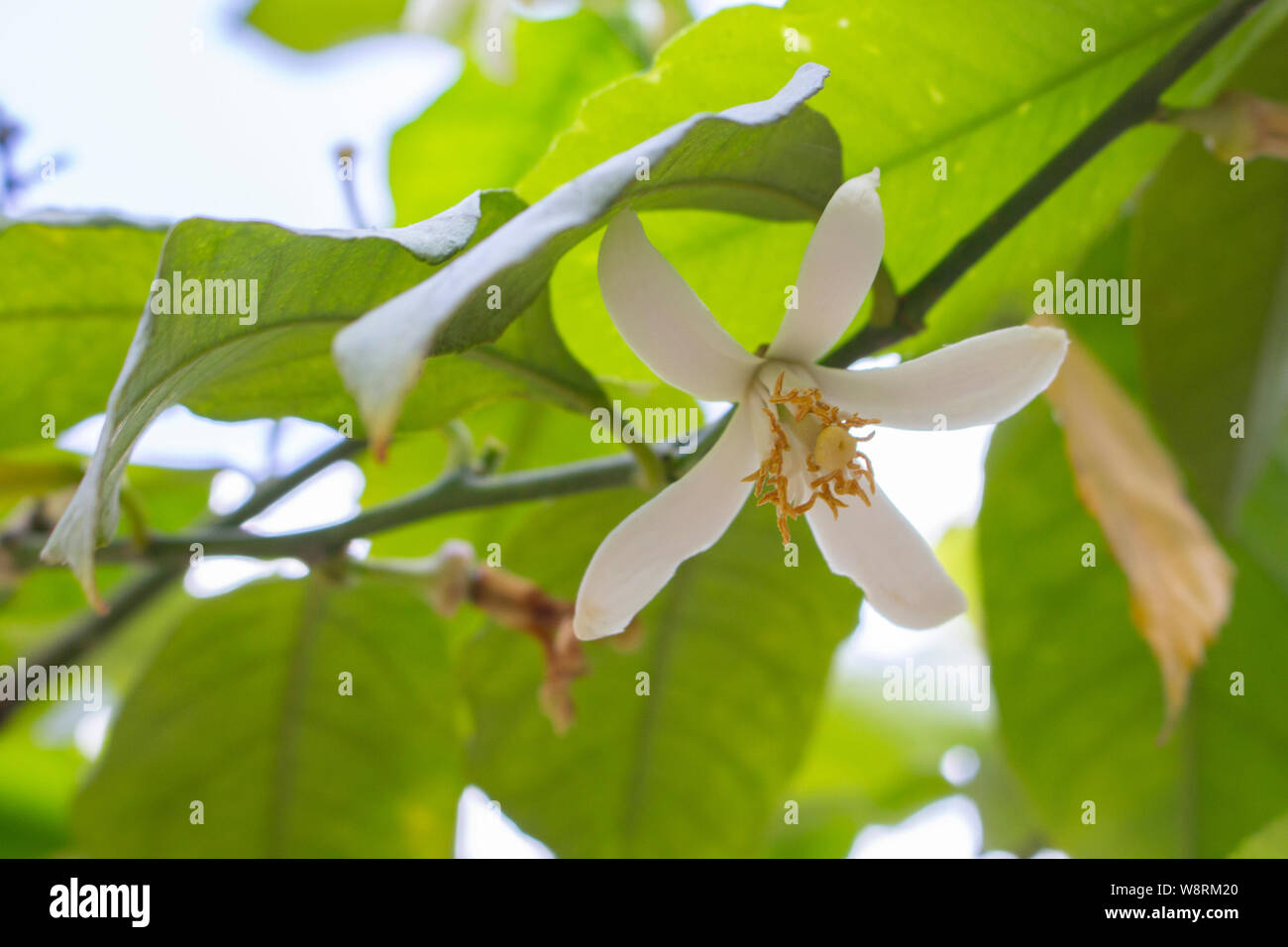 Blooming lemon tree, citrus tree flowers. White flowers with yellow ...