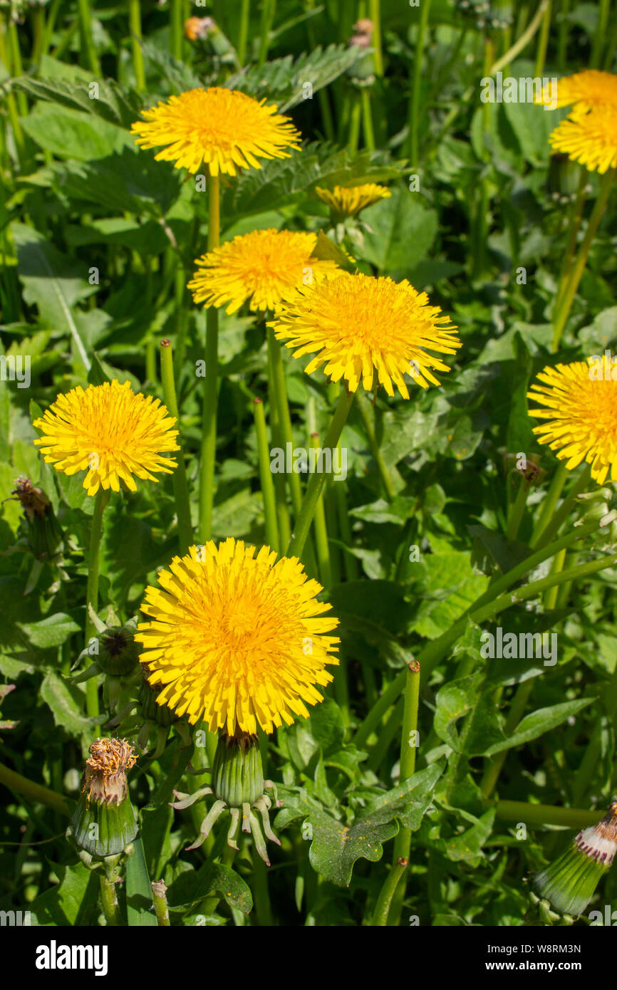 Yellow dandelion flowers, a group of several flowers in nature. Yellow ...