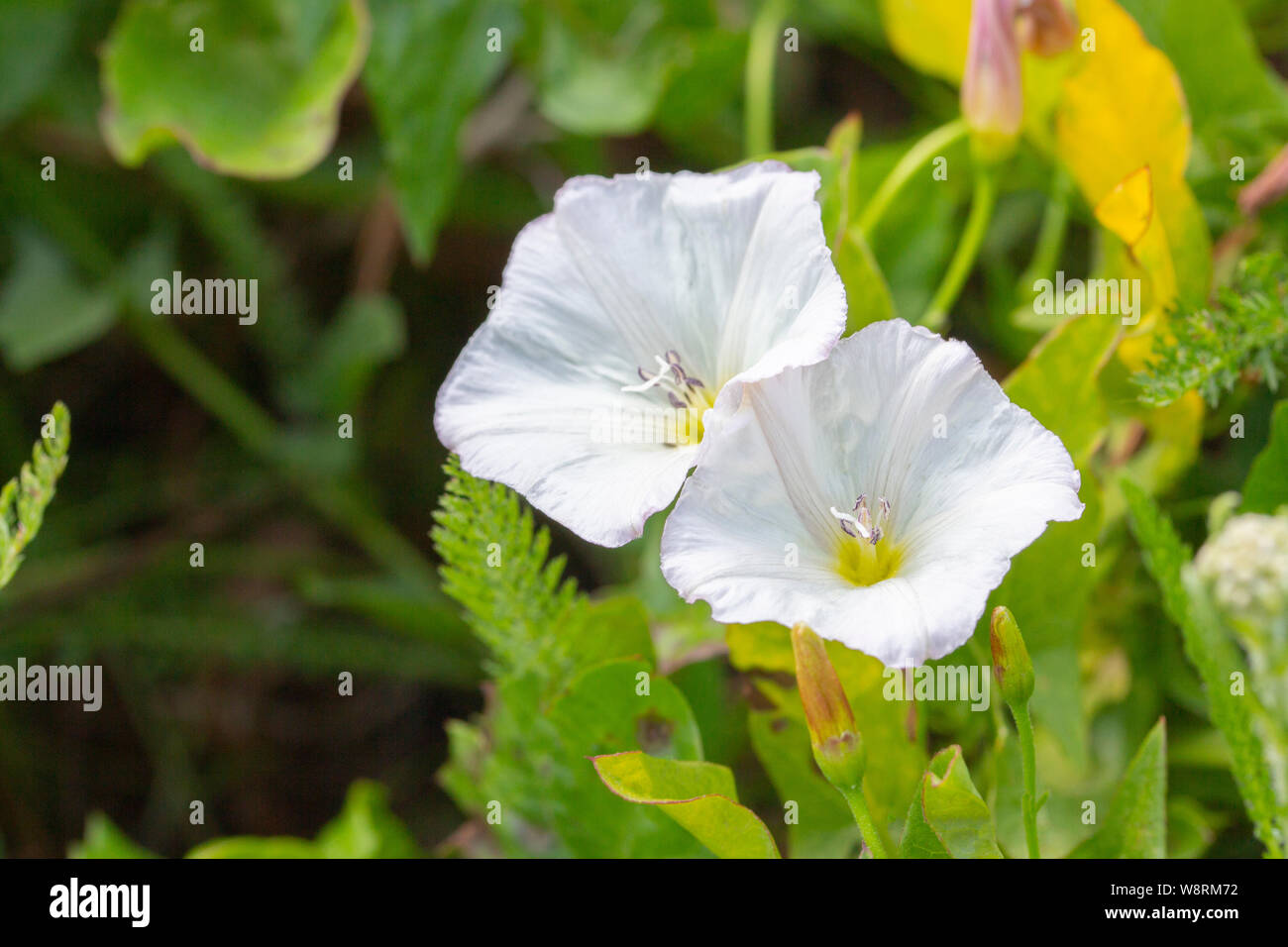 Bindweed field - Convolvulus arvensis, wild-growing meadow plant liana ...