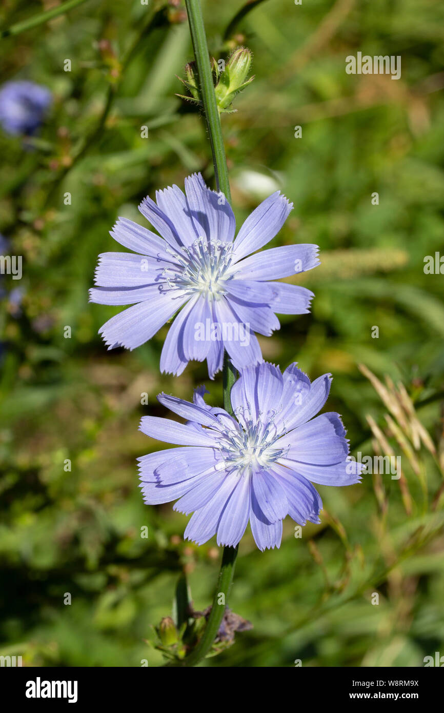 Blooming chicory, blue flowers on a green stalk. Two flowers with ...