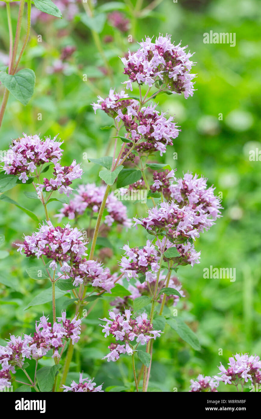 Fragrant thyme blooming in the garden. A group of branches of Thymus ...