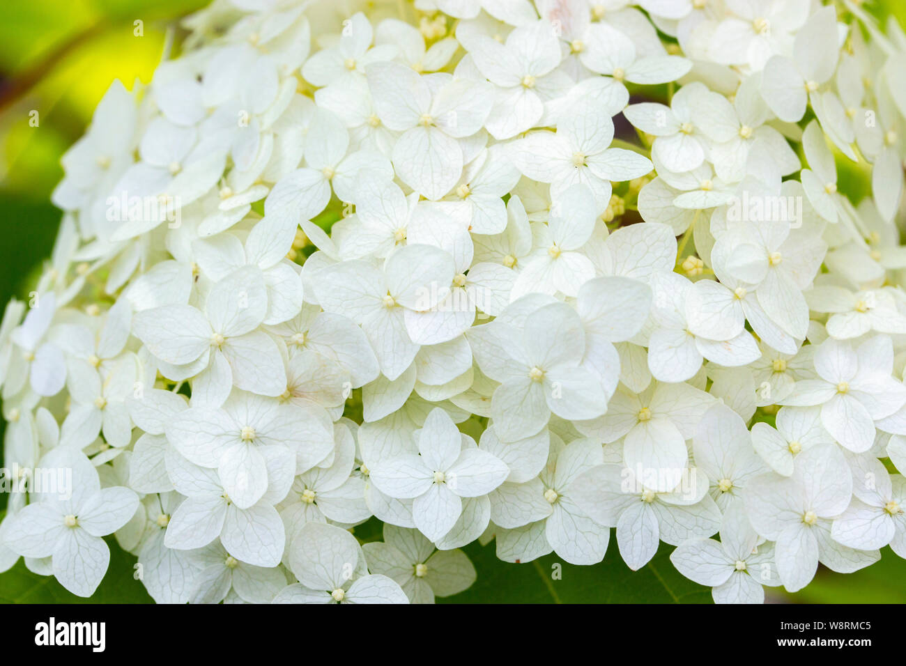 Blooming hydrangea, background wallpaper banner close-up. Small white ...