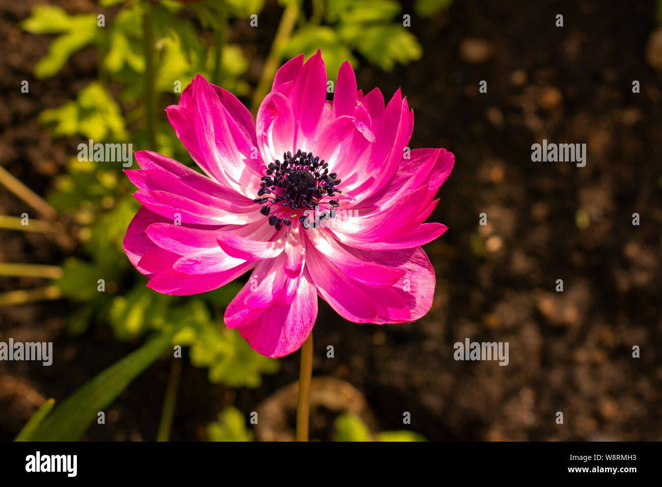 Anemone the admiral hi-res stock photography and images - Alamy