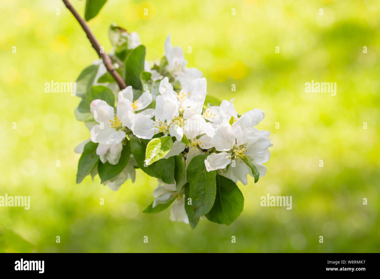 A blooming apple tree, a branch with white loaves with delicate thin ...