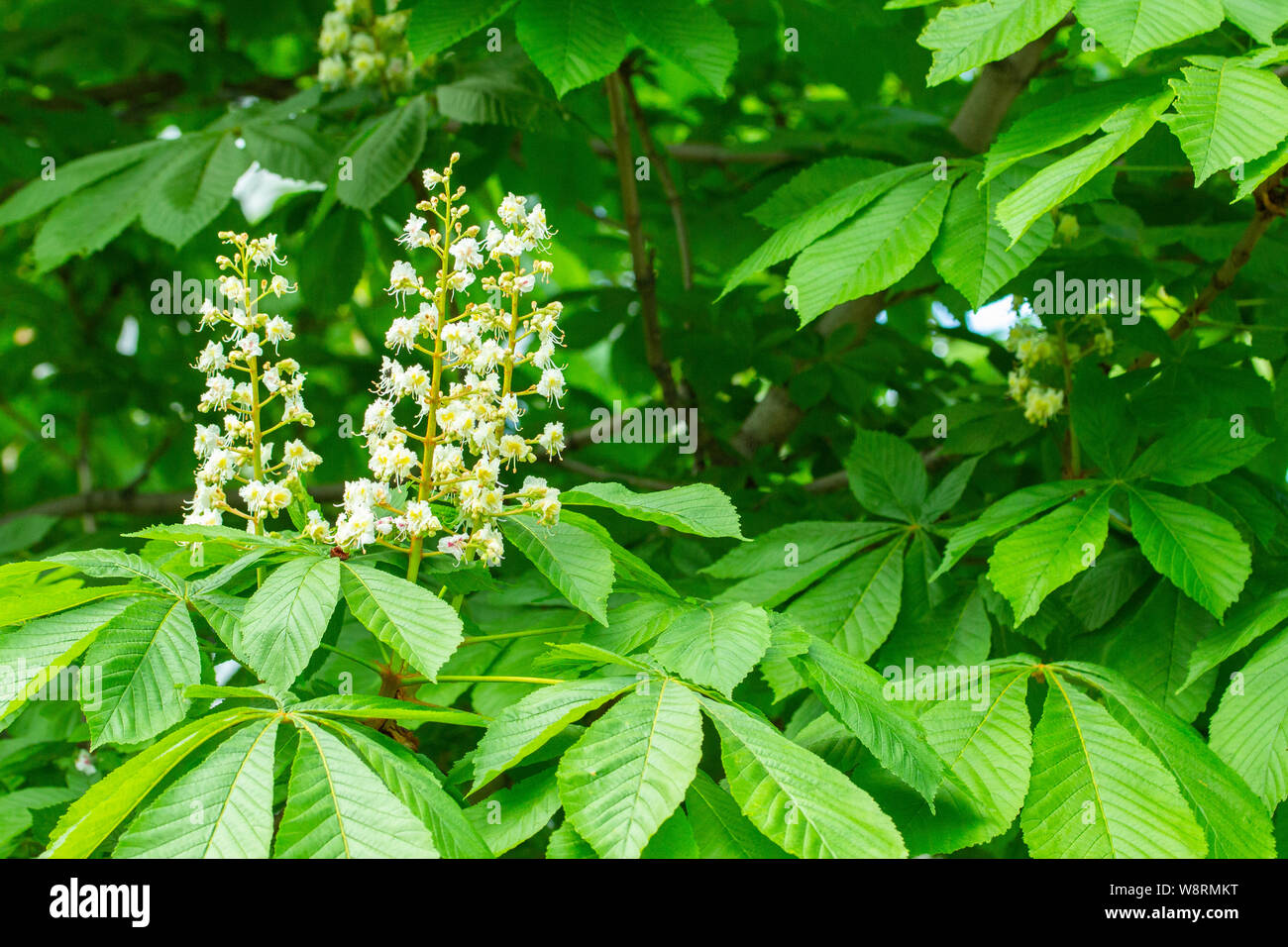 Horse chestnut bloom in spring, white candle cones in green tree ...