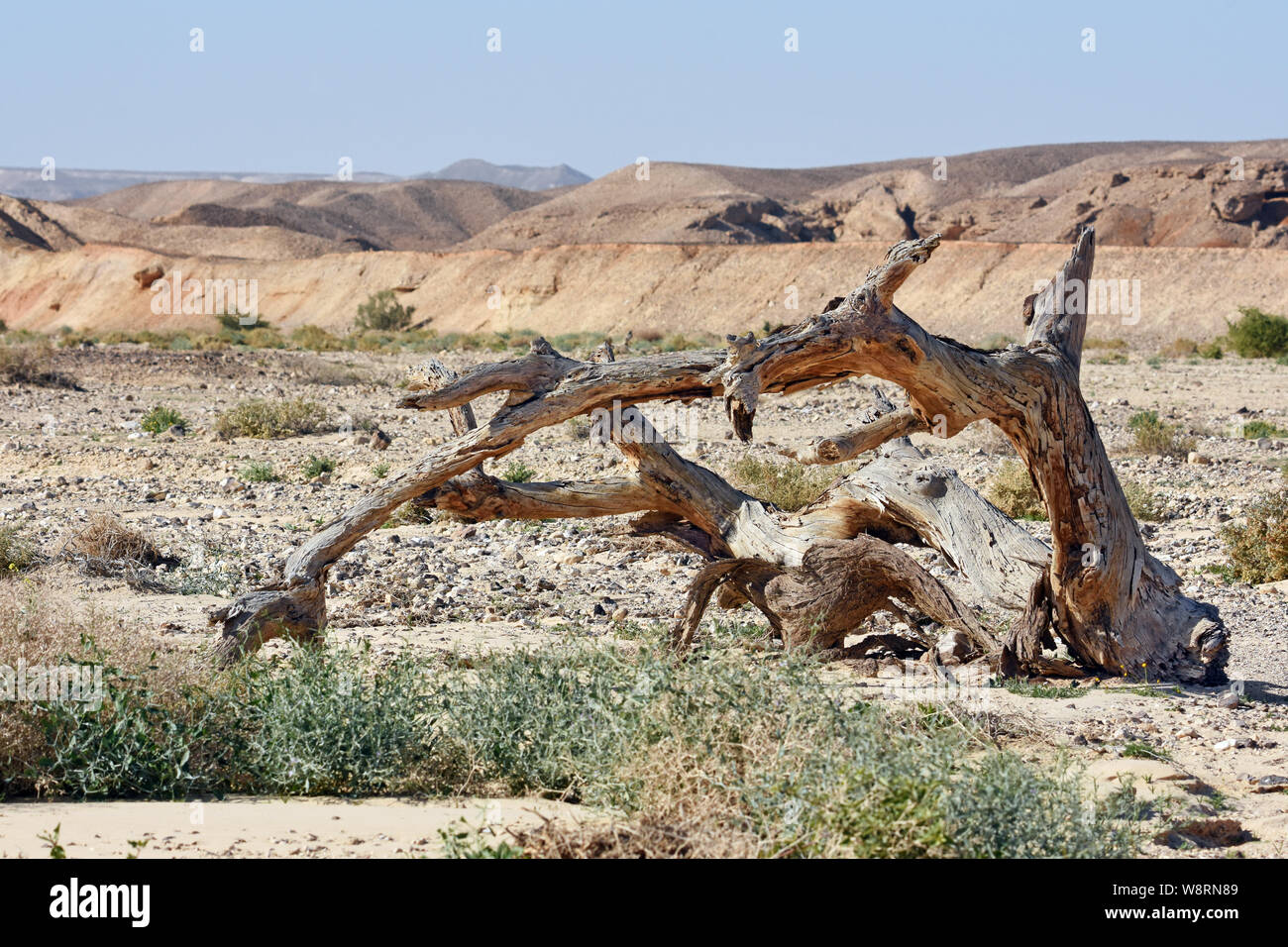 Dead Acacia tree in the desert Stock Photo - Alamy
