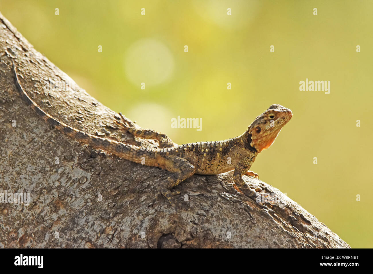 Agama on tree hi-res stock photography and images - Alamy