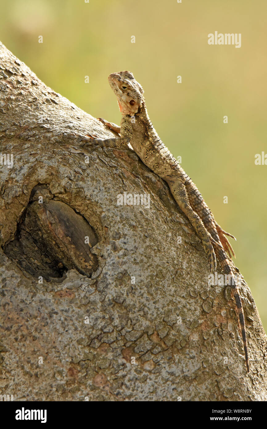 Agama on tree hi-res stock photography and images - Alamy