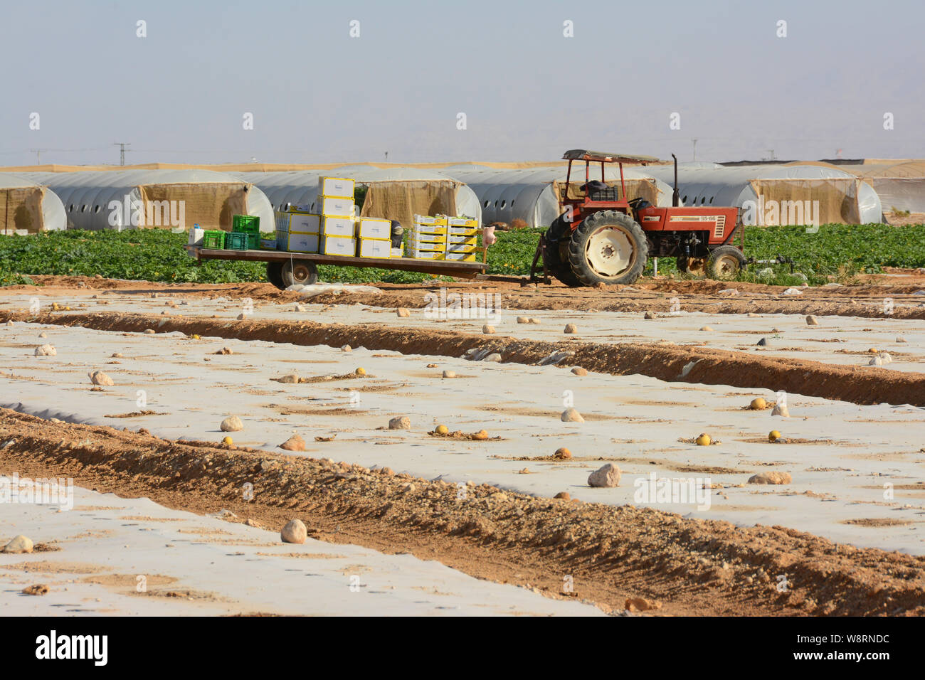 Agriculture in the Arava, Israel Stock Photo - Alamy