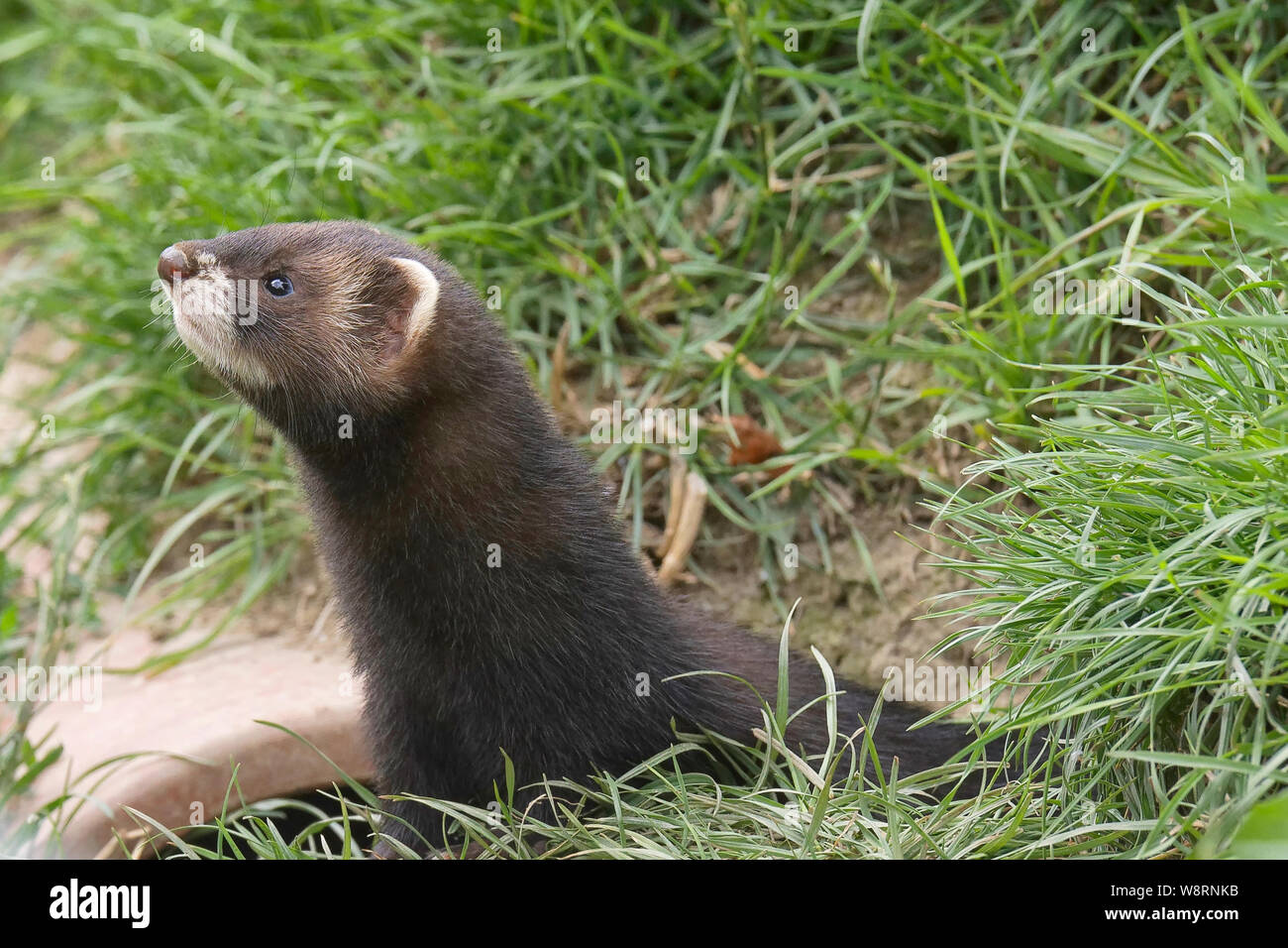 Polecat at the British Wildlife Centre Stock Photo - Alamy