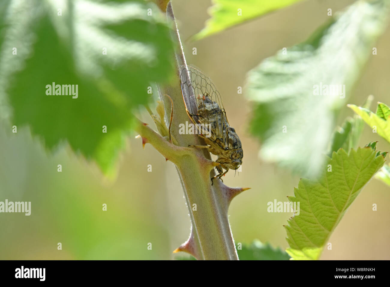 Loud noisy insect hi-res stock photography and images - Alamy