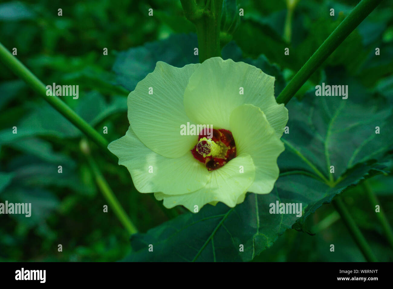 Ochro hi-res stock photography and images - Alamy